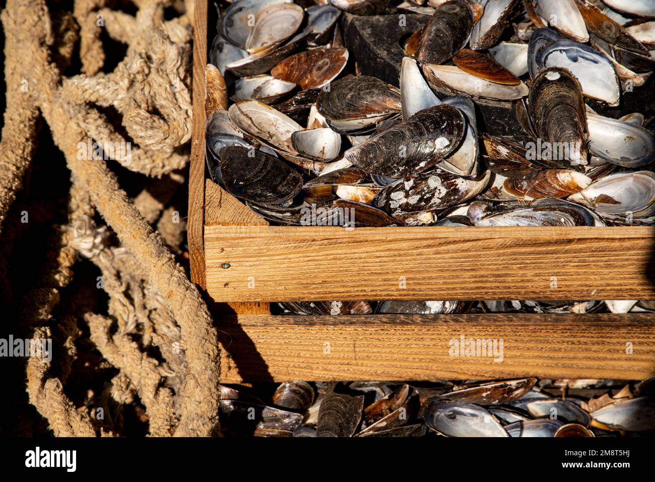 Opened mussels background. Shells in the box. Azov sea seafood Stock ...