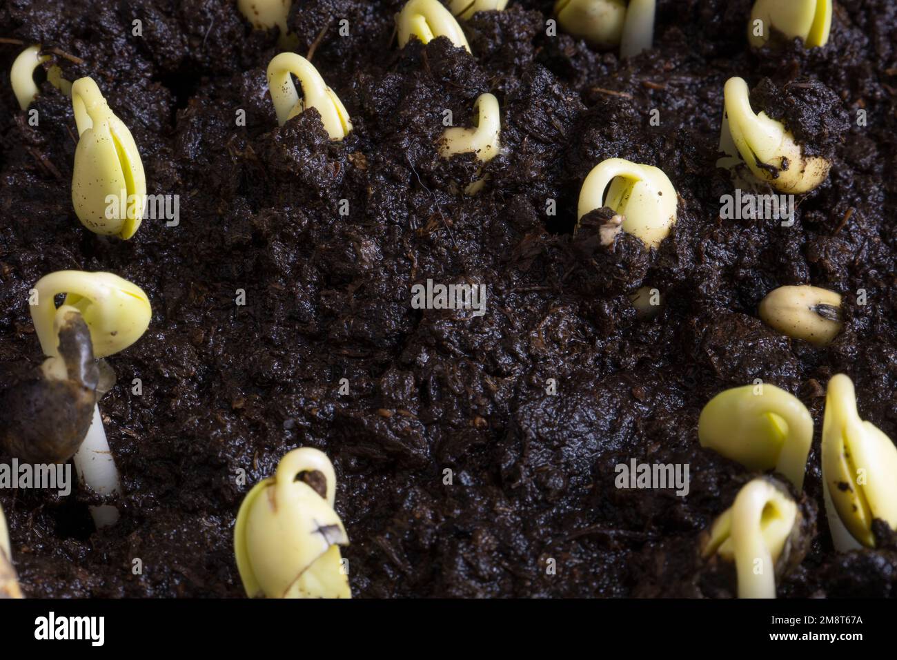 Sprouted soybean shoots on the ground Stock Photo - Alamy
