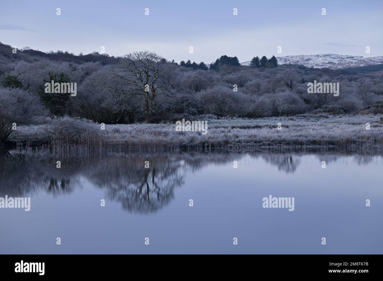 Cork trees snow hi-res stock photography and images - Alamy