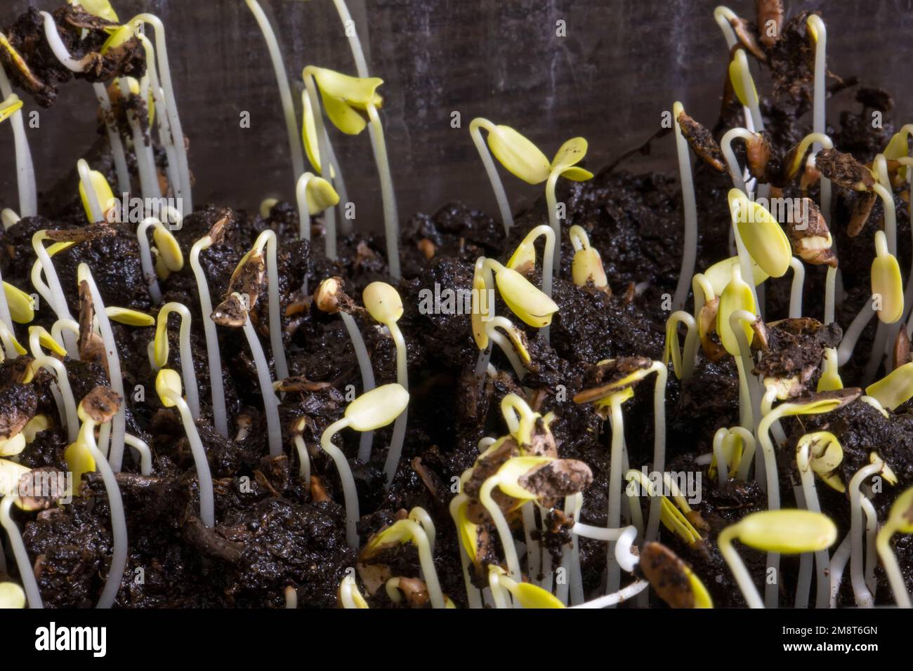 Sprout shoots of flax on the ground Stock Photo - Alamy