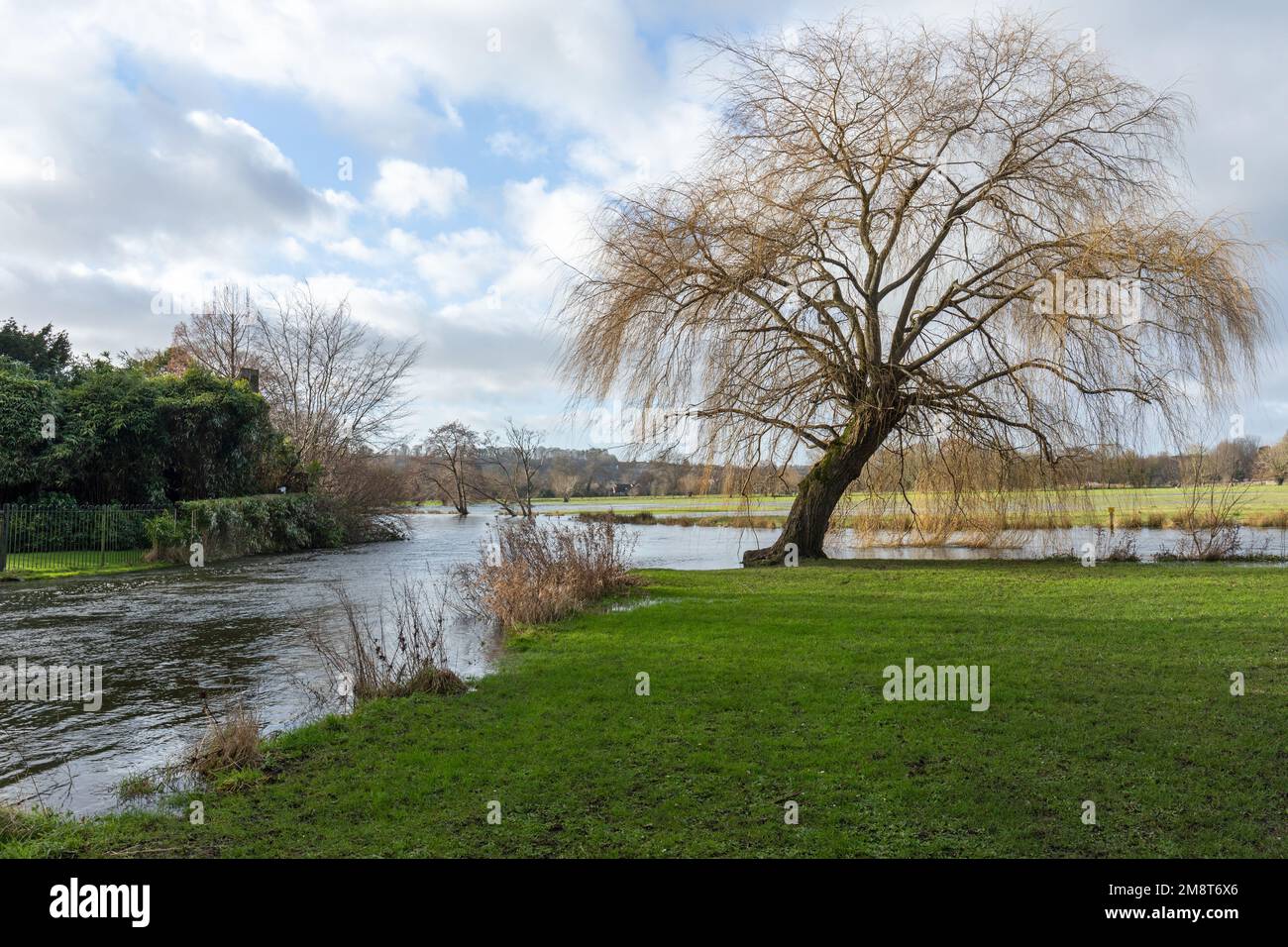 Swollen river Avon in Salisbury, Wiltshire, England, UK causing ...