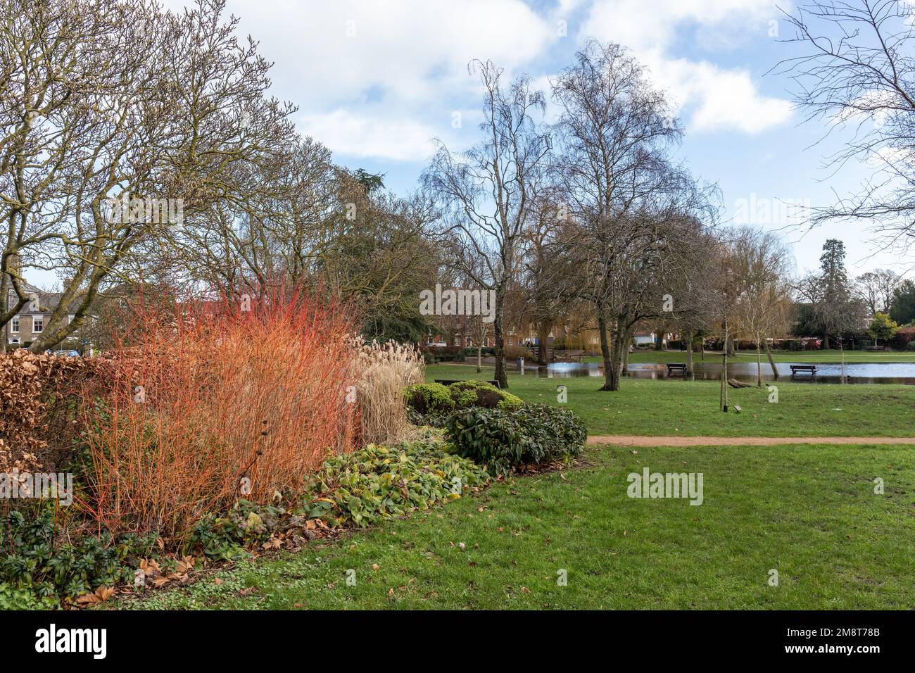 Queen Elizabeth Gardens in January, Salisbury, Wiltshire, England, UK ...