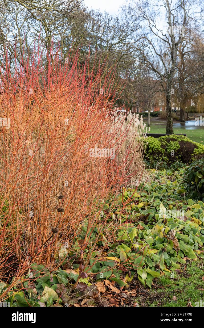 Queen Elizabeth Gardens in January, Salisbury, Wiltshire, England, UK ...