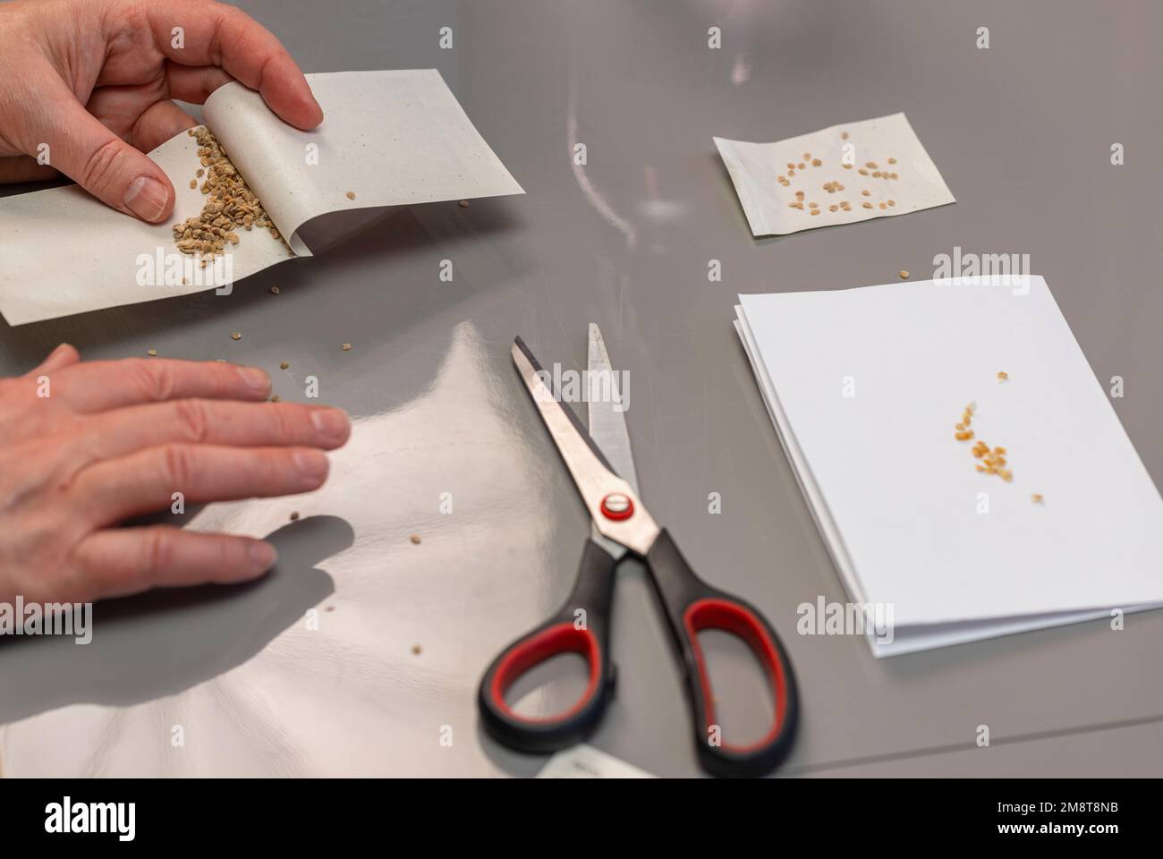 Close up view of sorting tomato seeds for germination. Garden season ...