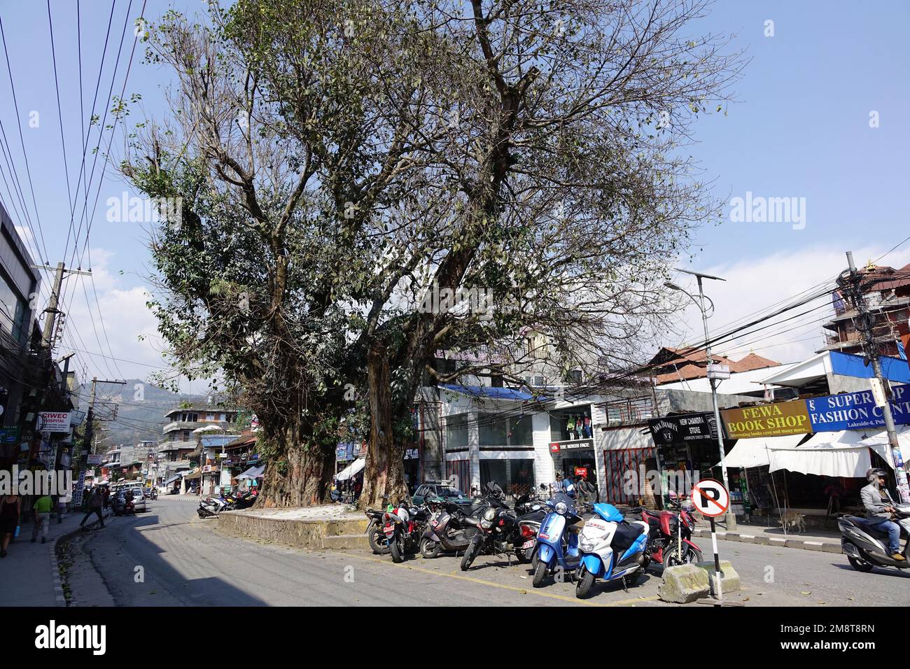 old tree, Pokhara, Gandaki Province, Nepal, Asia Stock Photo - Alamy