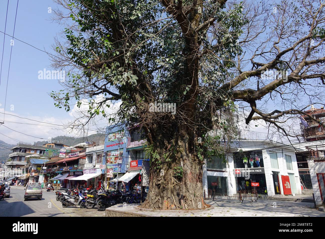 old tree, Pokhara, Gandaki Province, Nepal, Asia Stock Photo - Alamy