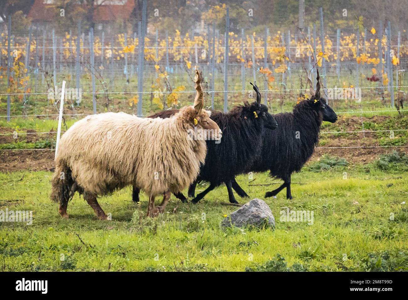 Rare Racka Sheep with twisted spiral horns on farmland at day Stock ...