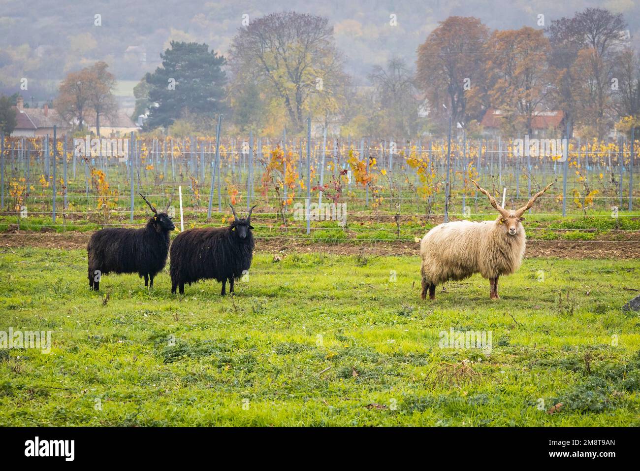 Rare Racka Sheep with twisted spiral horns on farmland at day Stock ...