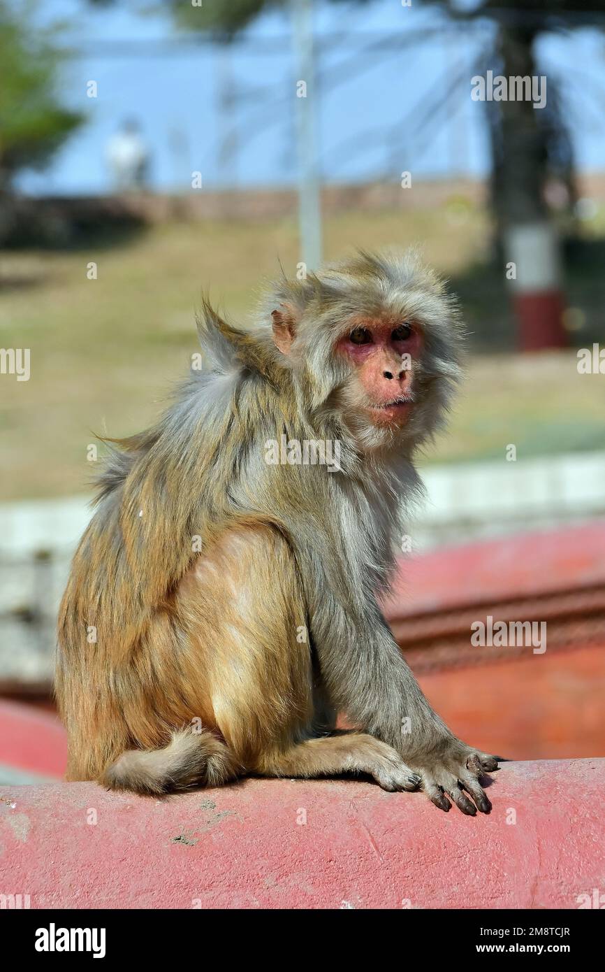 Affe nepal hi-res stock photography and images - Alamy