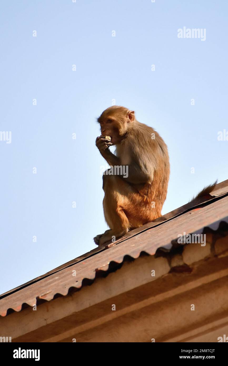 Affe nepal hi-res stock photography and images - Alamy