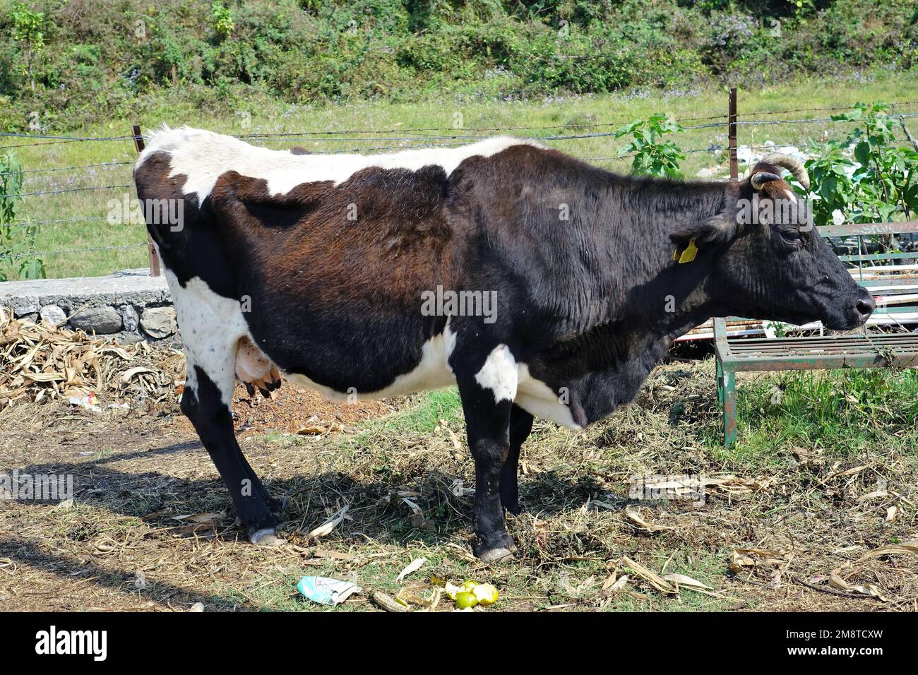 Cattle, Hausrind, Bœuf domestique, Bos taurus, szarvasmarha, Nepal, Asia Stock Photo - Alamy