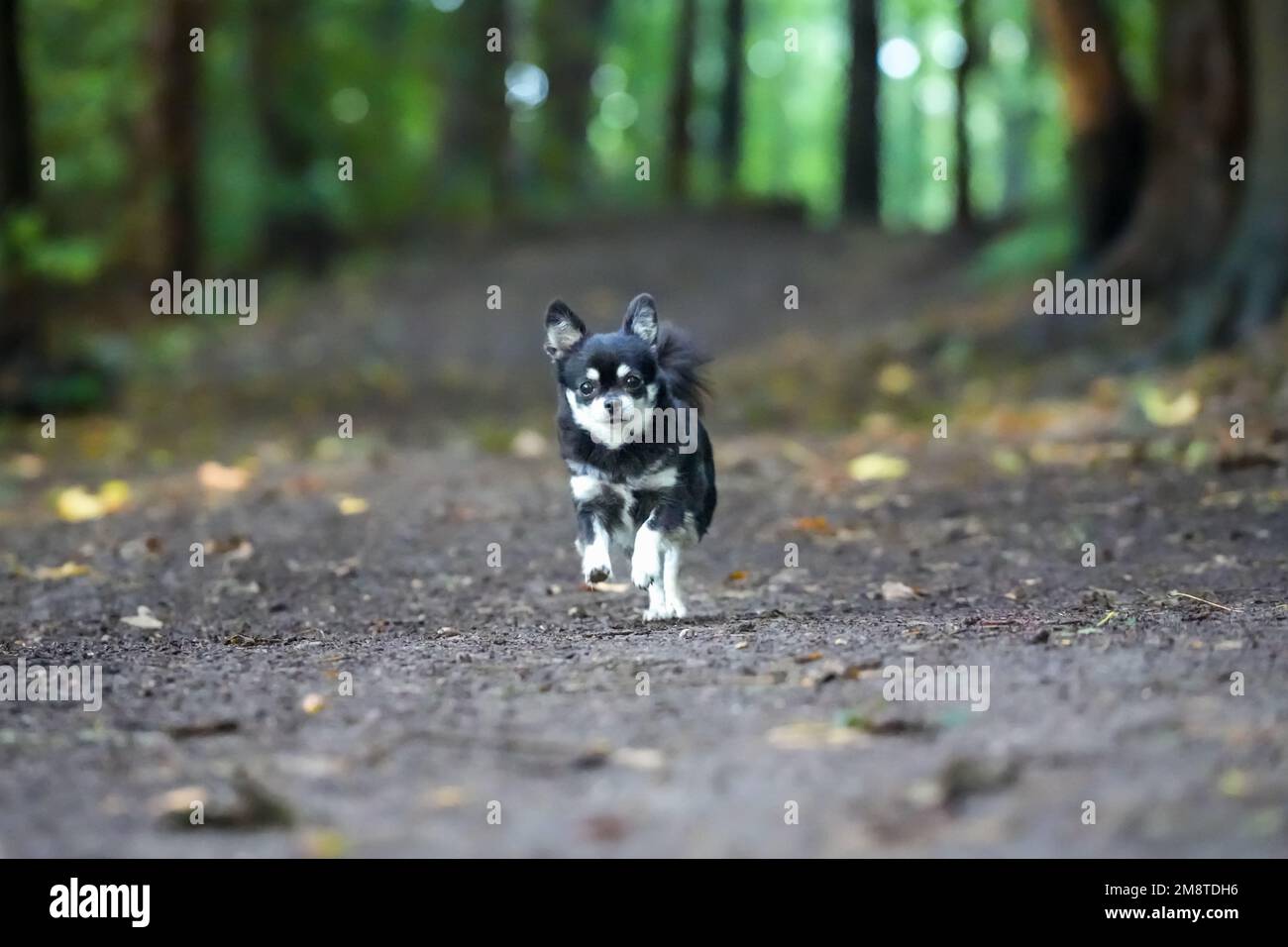 A cute black and white Chihuahua dog running in the forest Stock Photo ...