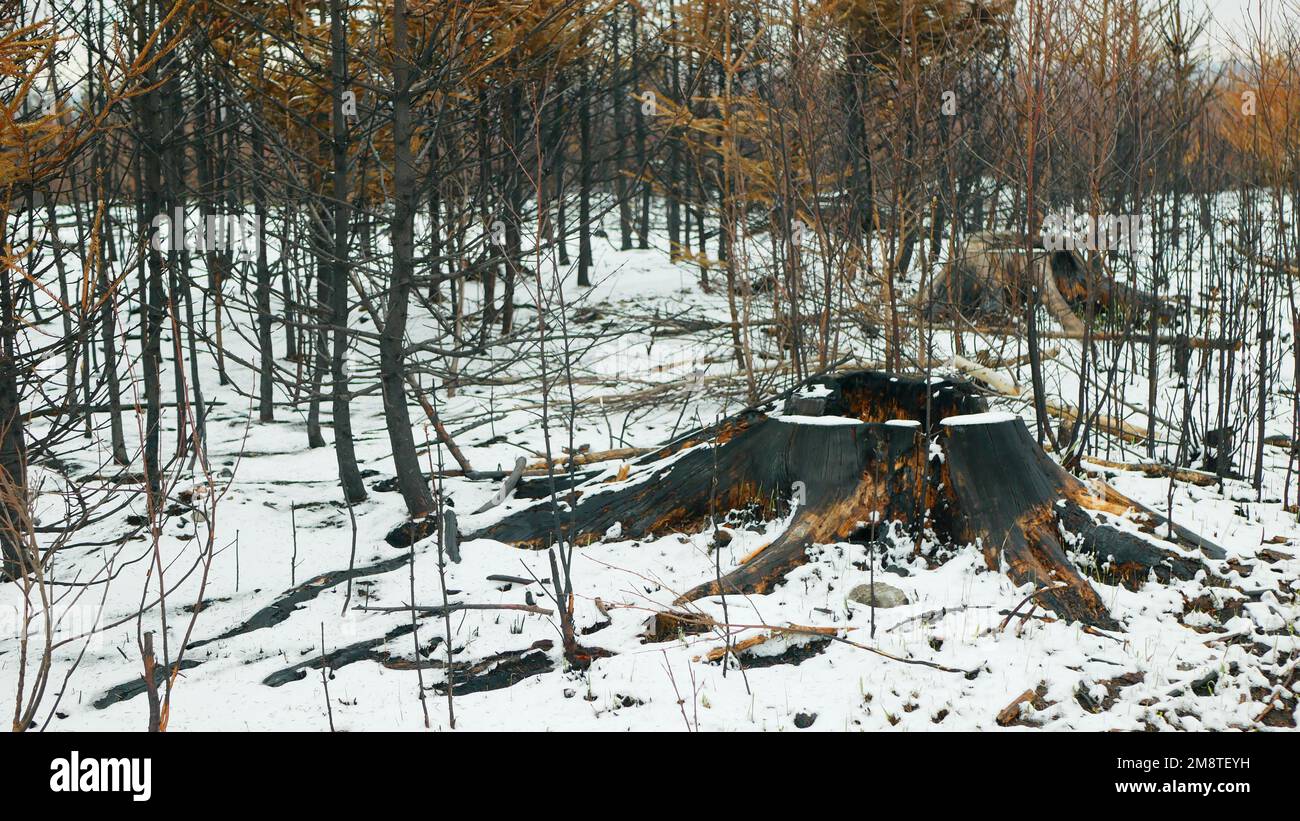 Forest after extreme weather fluctuations fire flamesnow winter frost ...