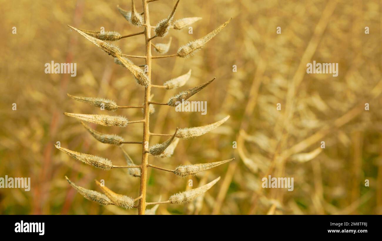 Mustard white seeds yellow bio closeup spice dried plant Sinapis alba ...