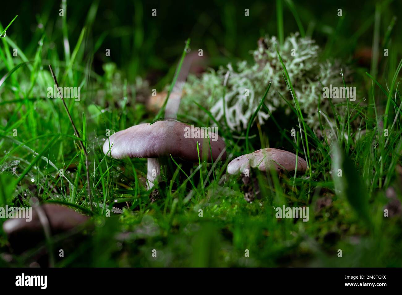 Wood Blewit (Lepista nuda) edible blue mushroom in a forest. Concept ...