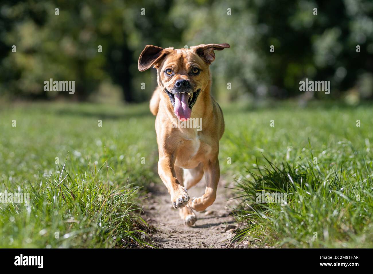 An AmStaff, or American Staffordshire Terrier dog running in the field ...