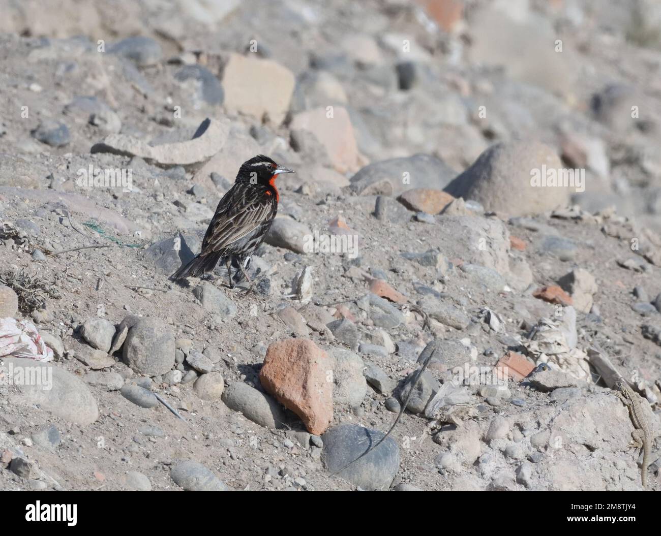 A male peruvian meadowlark (Leistes bellicosus) on a pile of rubble ...