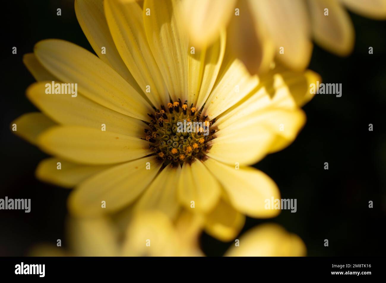 A closeup shot of a yellow daisy flower Stock Photo - Alamy