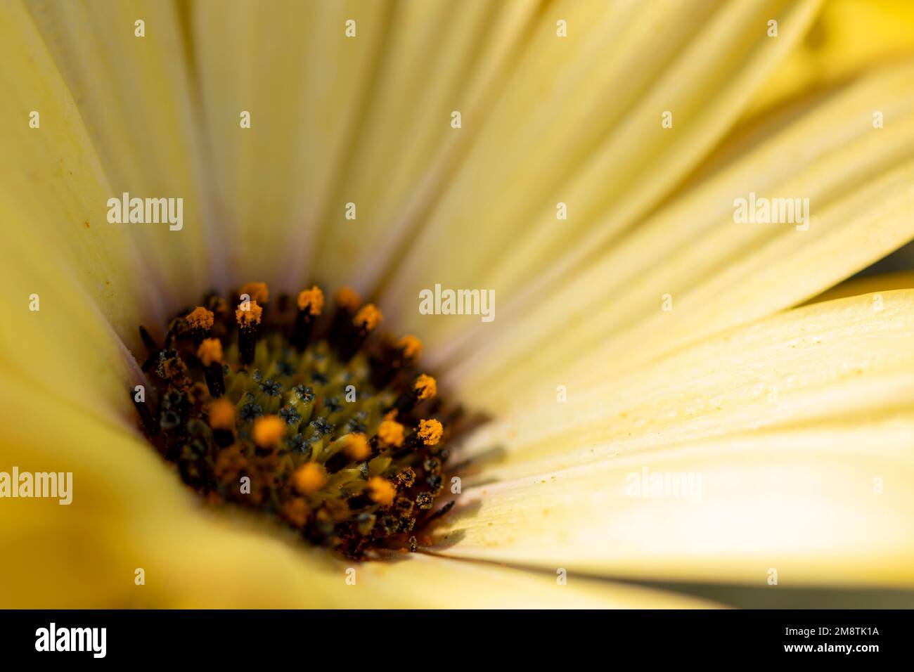 A closeup shot of a yellow daisy flower Stock Photo - Alamy