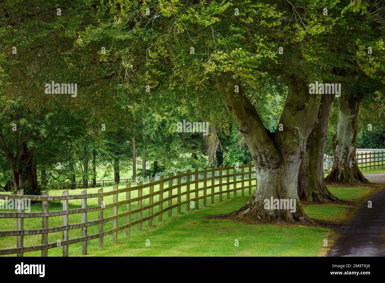 Avenue of trees in Ireland Stock Photo - Alamy
