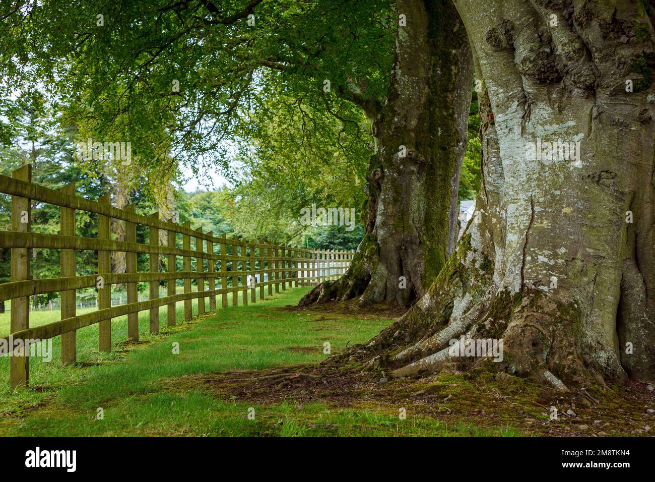 Avenue of trees in Ireland Stock Photo - Alamy