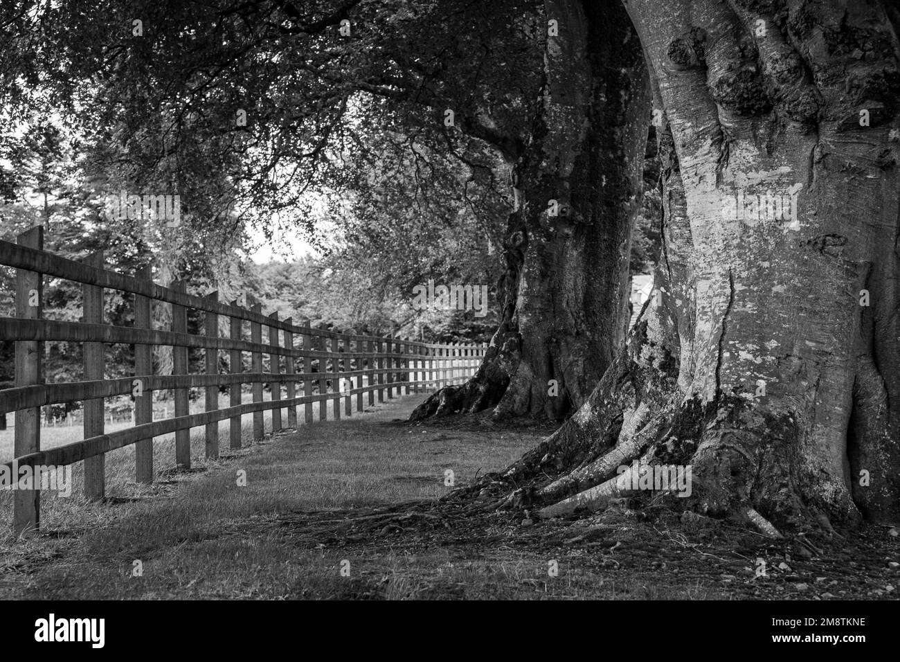 Pathway trees in park branch Black and White Stock Photos & Images - Alamy