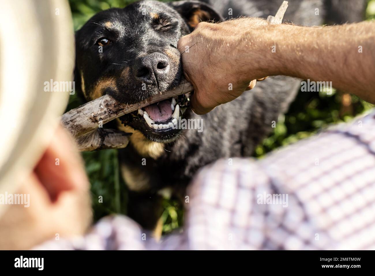 Domestic dog trying takes wooden stick from pet owner outdoors Stock ...