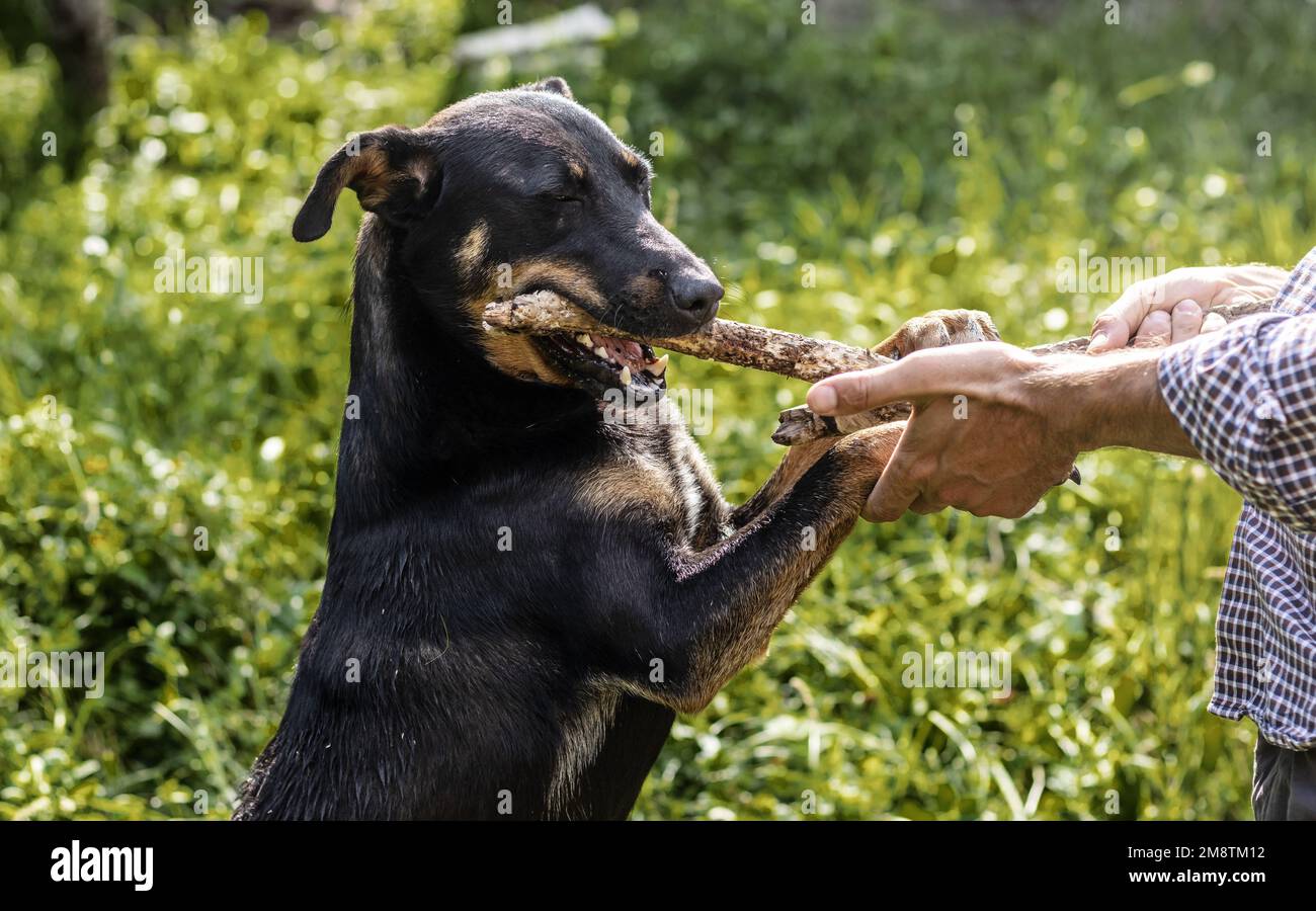 Domestic dog chewing wooden stick outdoors Stock Photo - Alamy