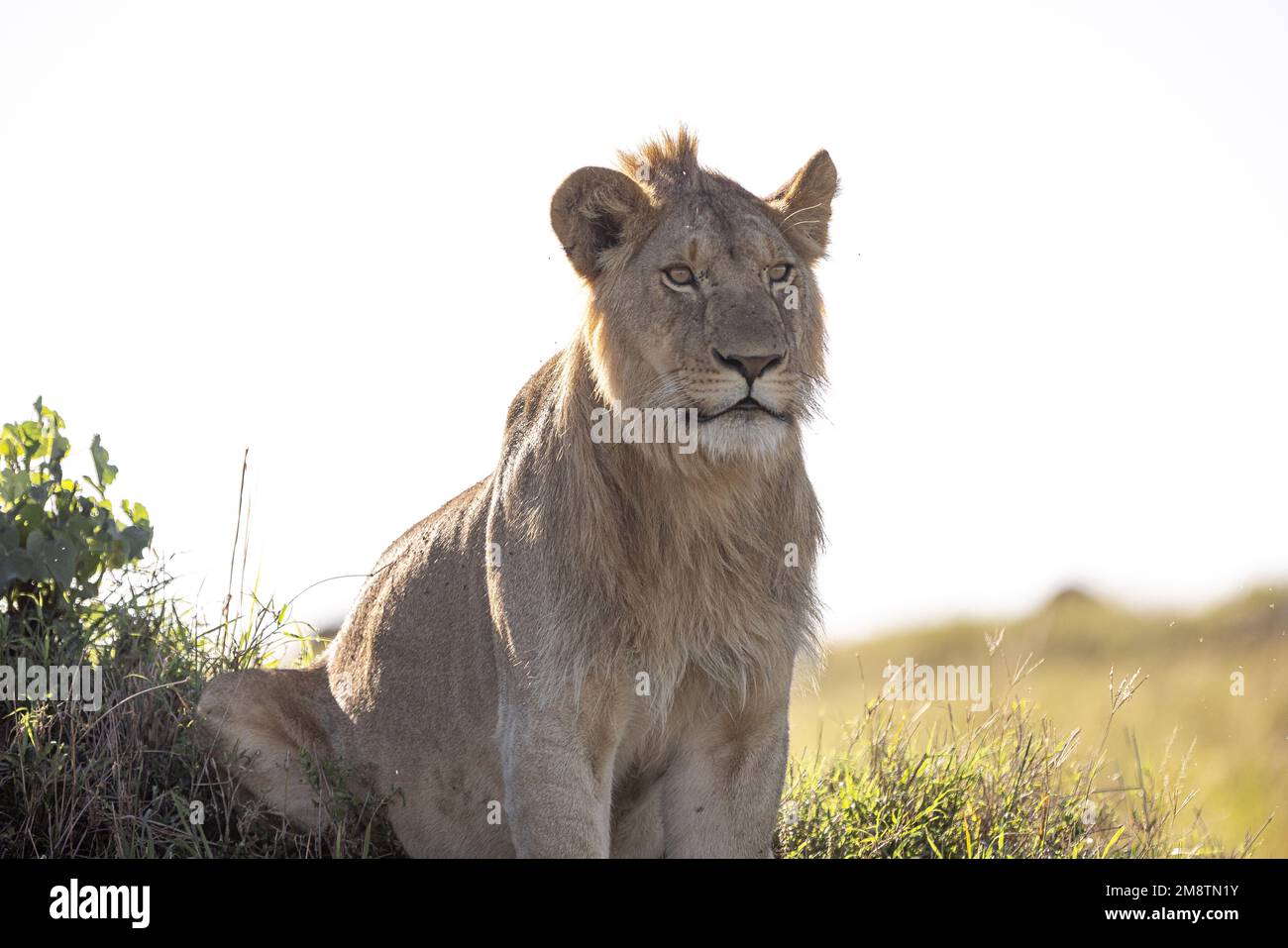 Male lion sitting and yawning Stock Photo - Alamy