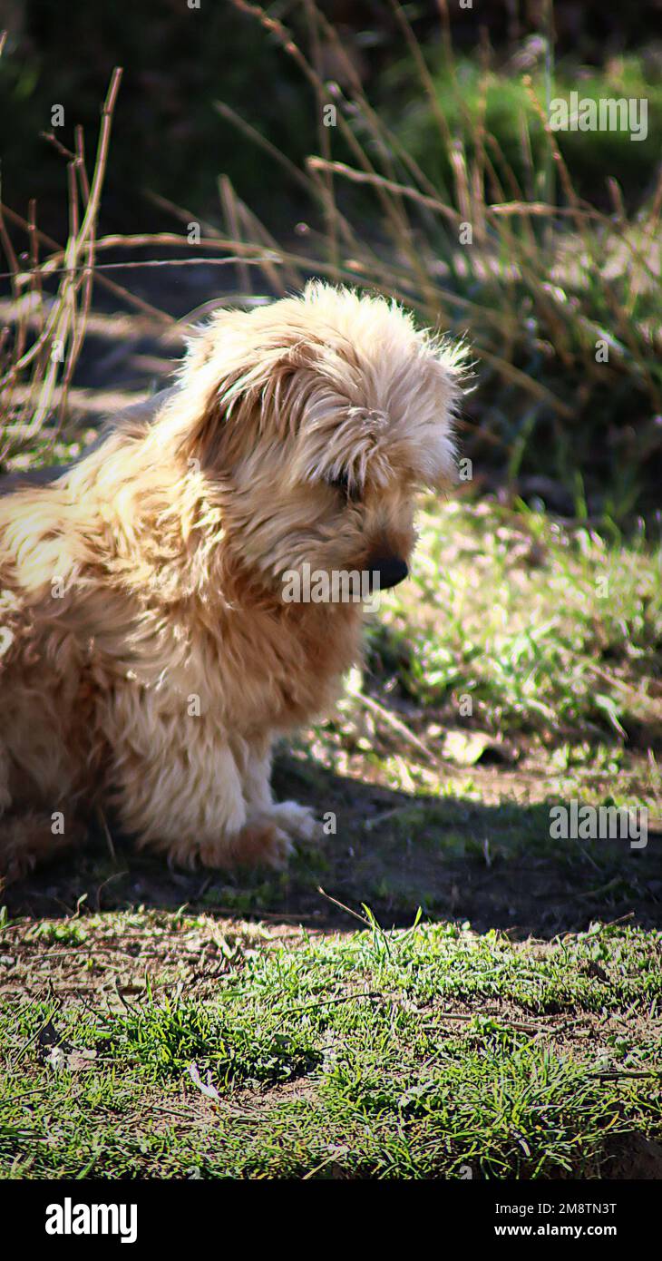 Hollandse hi-res stock photography and images - Alamy