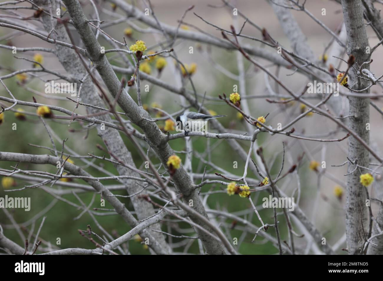 A Black Capped Chickadee eating a seed while sitting on a Crimson King ...