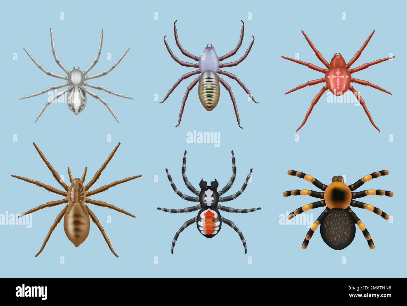Spiders. Different toxic insects decent vector realistic top view ...