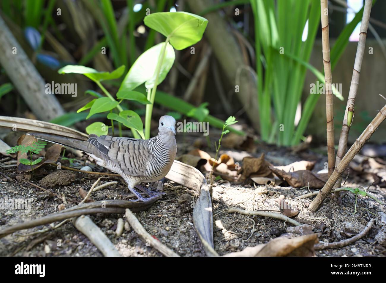 Mahe Seychelles, The zebra dove, also known as the barred ground dove ...