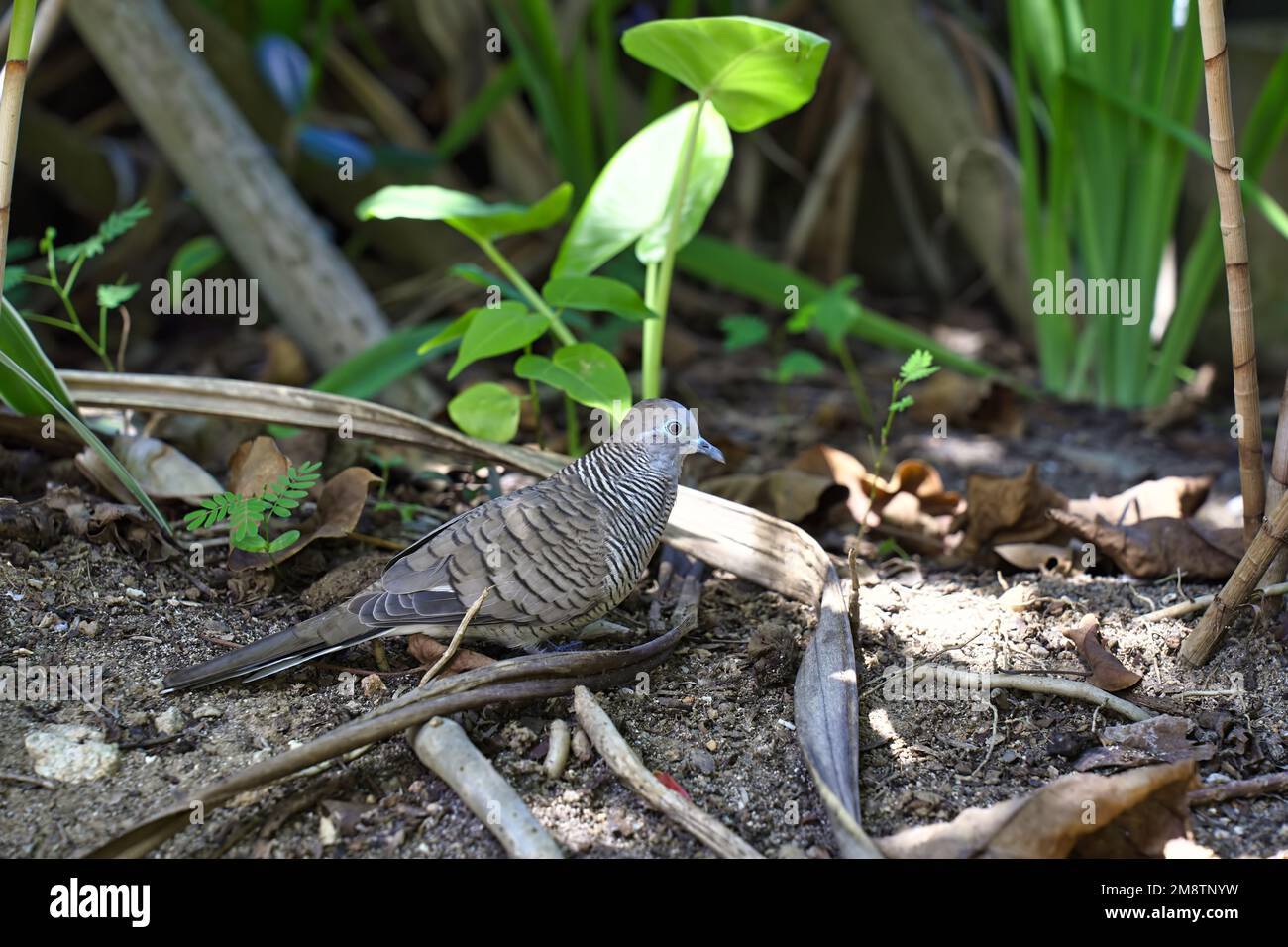 Mahe Seychelles, The zebra dove, also known as the barred ground dove ...