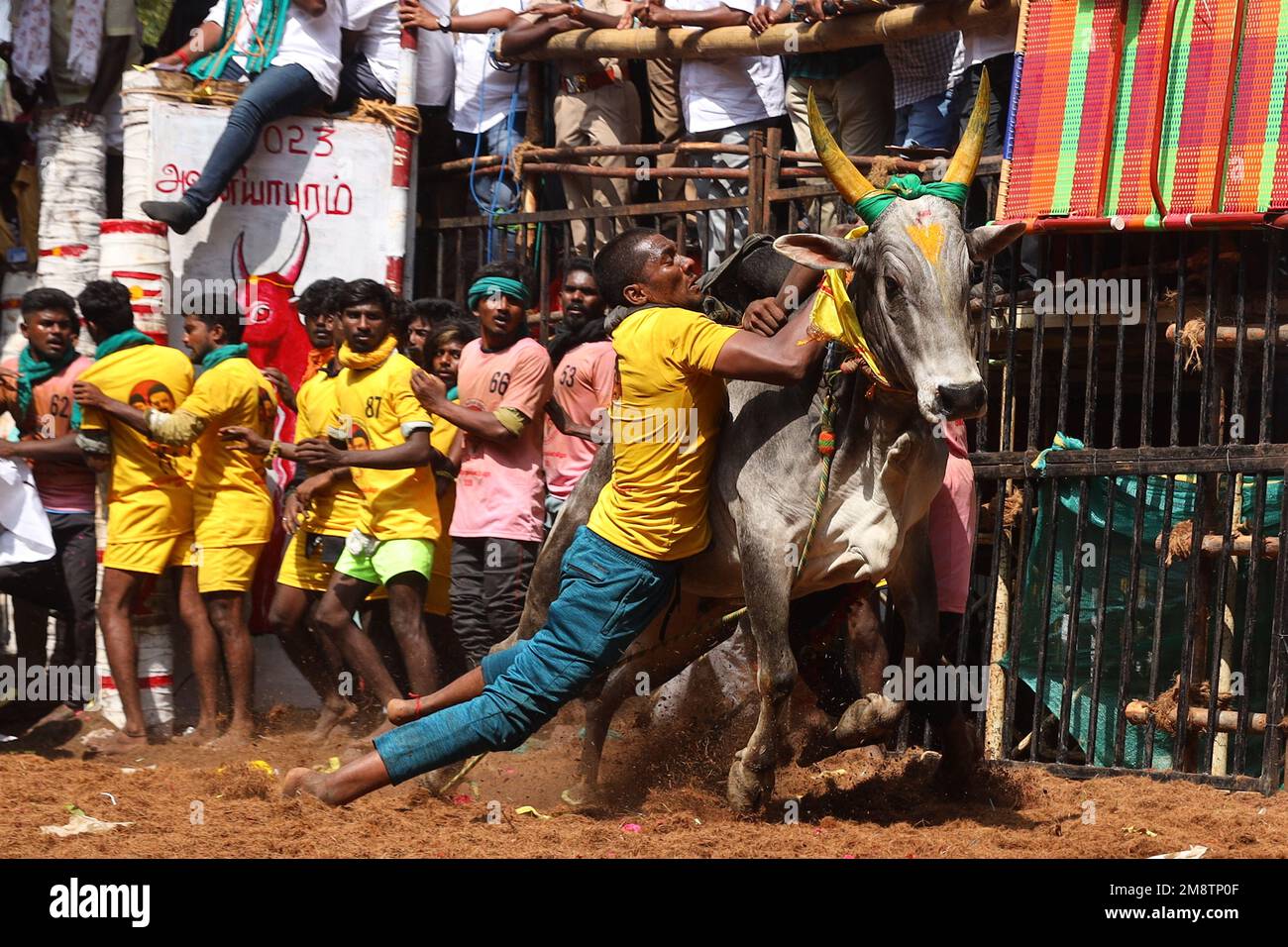 Madurai, Tamil Nadu, India. 15th Jan, 2023. A participant tries to ...