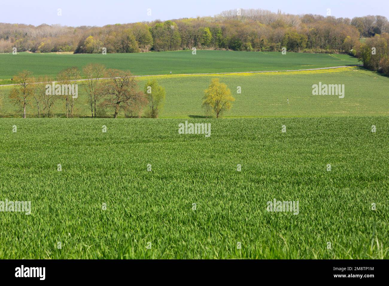 Paysage plante arbre hi-res stock photography and images - Alamy