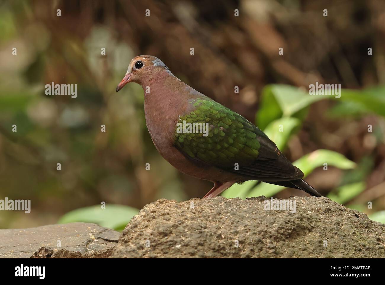 Grey-capped Emerald Dove (Chalcophaps indica indica) adult female ...
