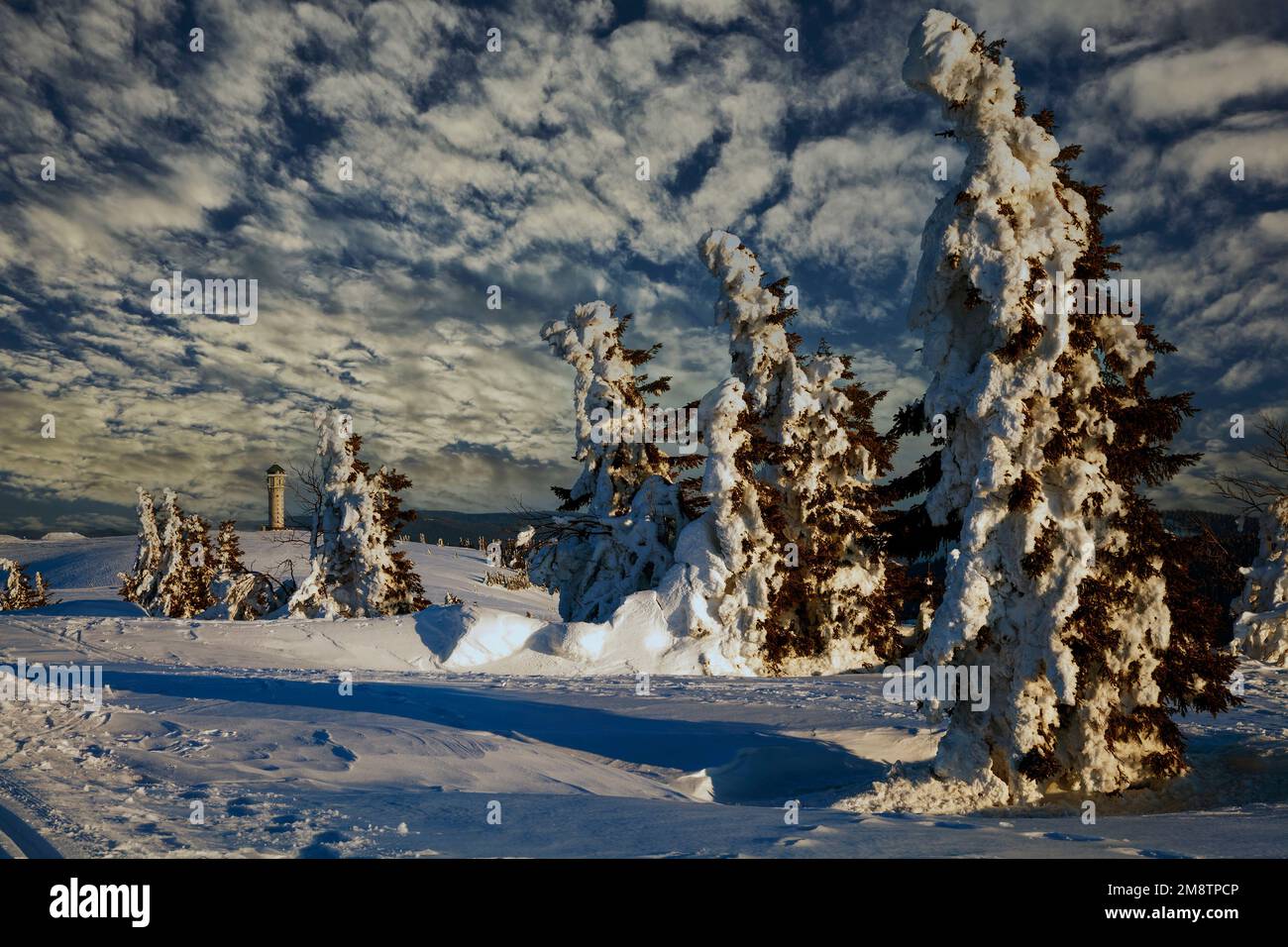 Snowed-in spruces, Feldberg Tower, Winter, Feldberg, Black Forest ...