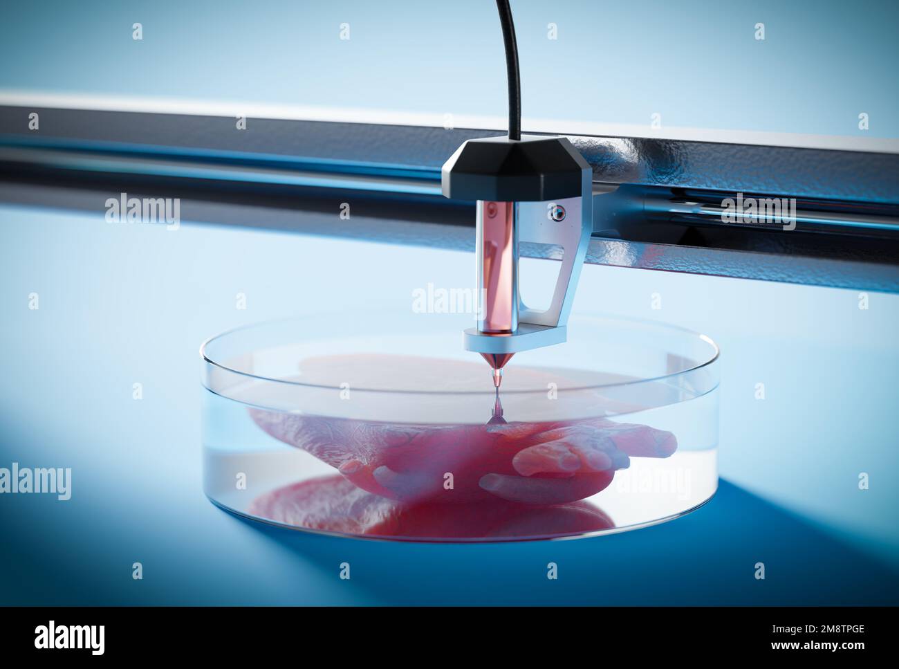 Bioprint 3d - the concept of printing organs for transplants on 3d ...