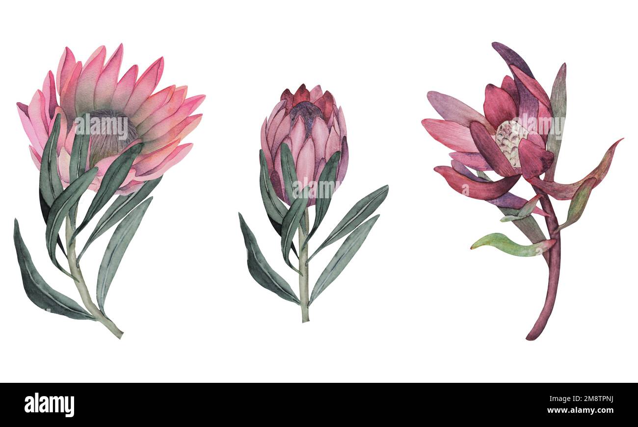 Watercolor set isolated drawing exotic flower Protea flowers in magenta ...
