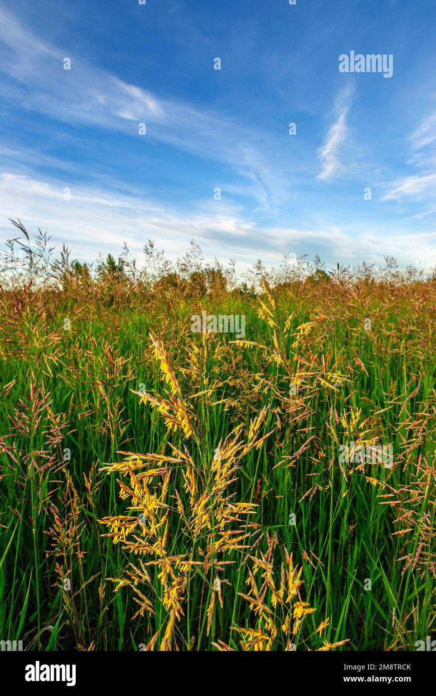 Prairies grasslands hi-res stock photography and images - Alamy