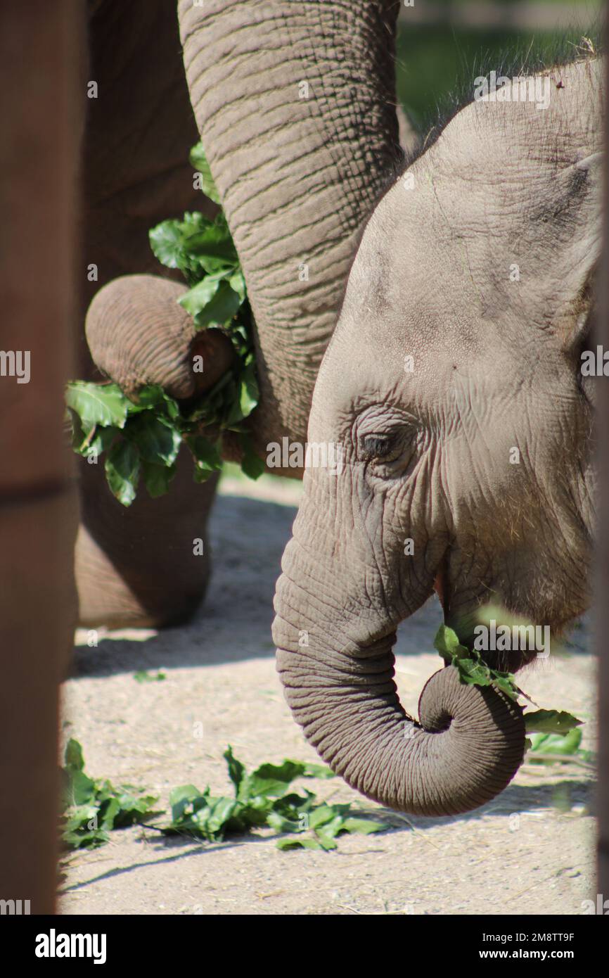 Closeup shot small elephant hi-res stock photography and images - Alamy