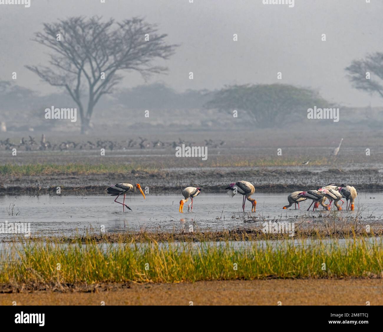 A flock of painted Stork fishing in wet land Stock Photo - Alamy