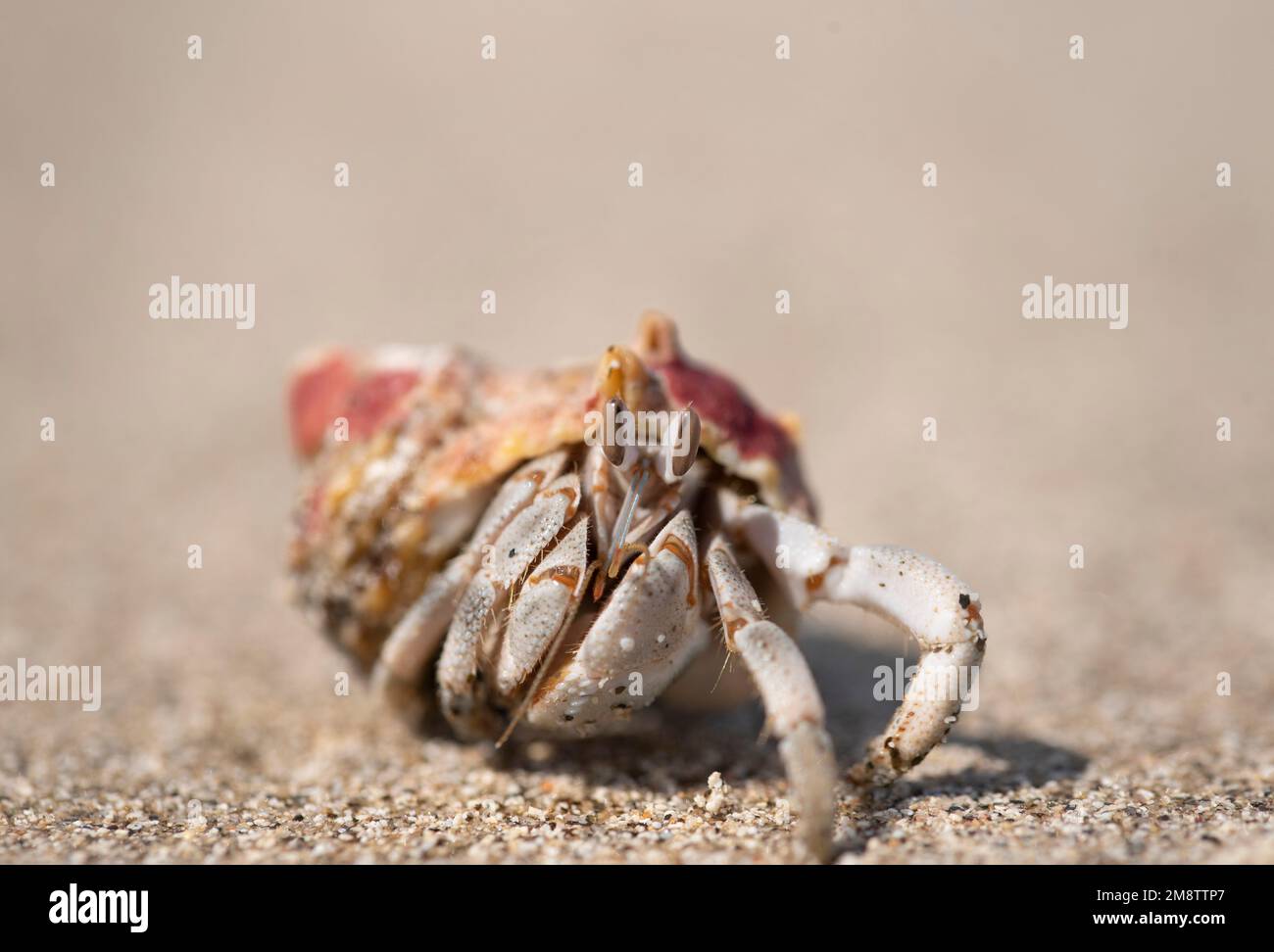 Hermit crab. There are up to 500 species of hermit crabs. They are also ...