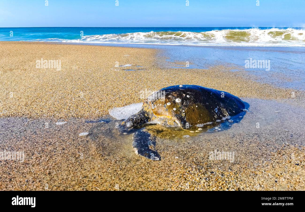 Dead turtle washed up on the beach in Zicatela Puerto Escondido Oaxaca ...