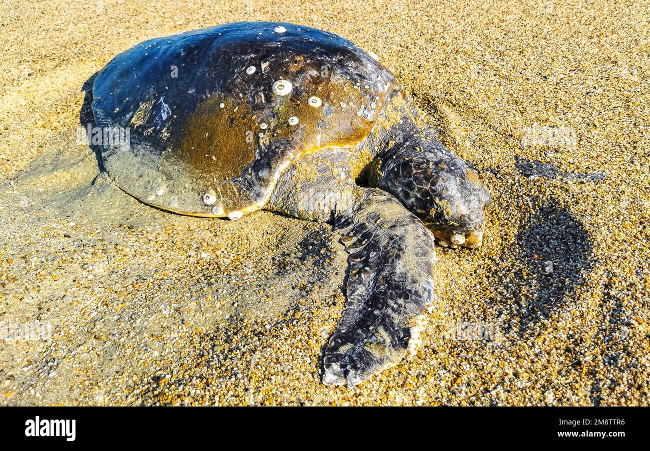 Dead turtle washed up on the beach in Zicatela Puerto Escondido Oaxaca ...