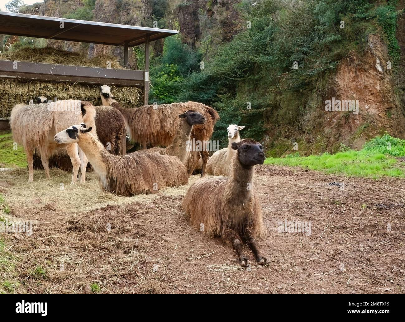 Llama de la naturaleza hi-res stock photography and images - Alamy