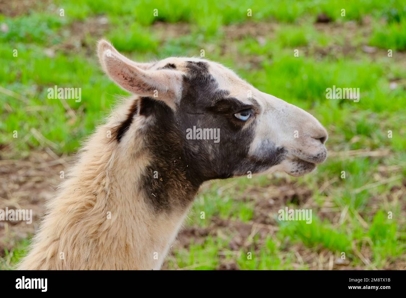 La naturaleza llama hi-res stock photography and images - Alamy
