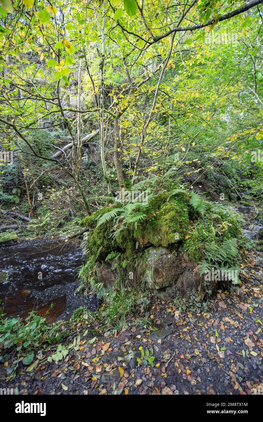 Rugged trail to hareshaw linn waterfall hi-res stock photography and ...