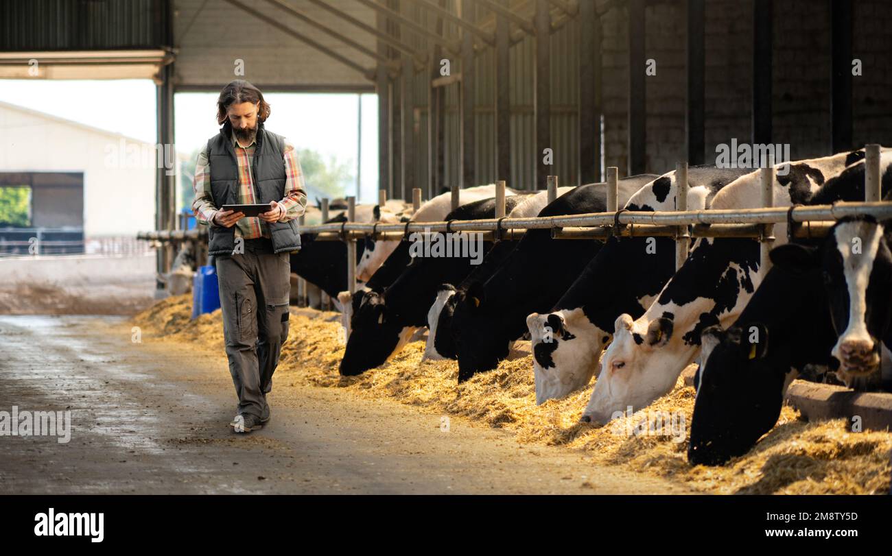 Farmer with a digital tablet in a cow farm. Herd management concept ...